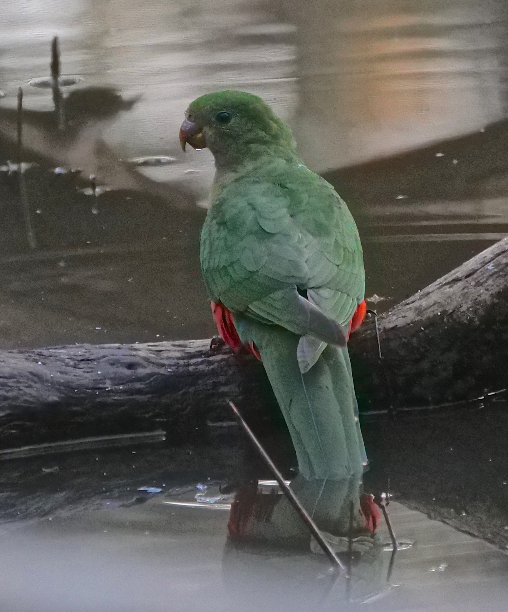 Parrots at Chiltern, April 2024 – linsandpetertravel