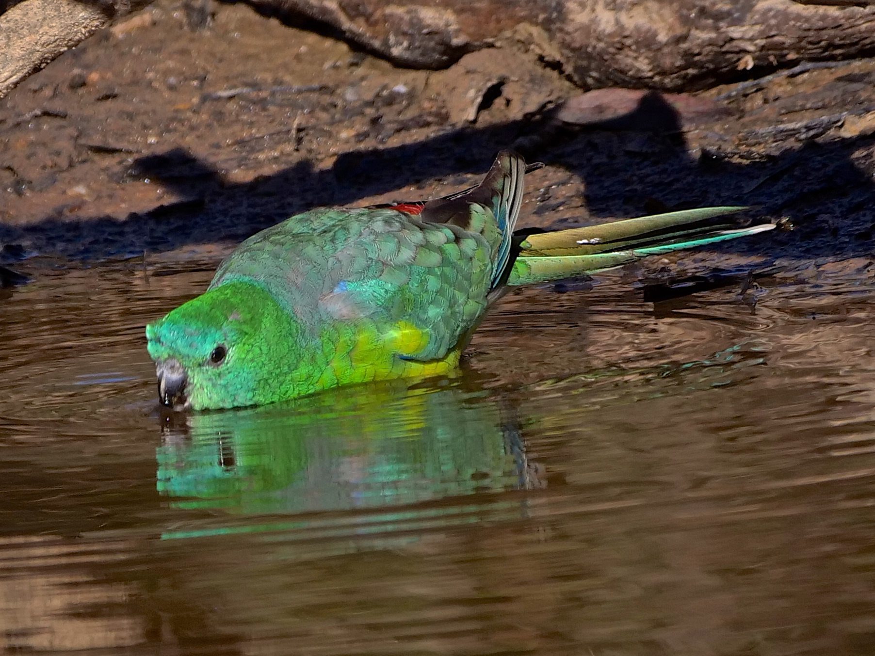 Parrots at Chiltern, April 2024 – linsandpetertravel
